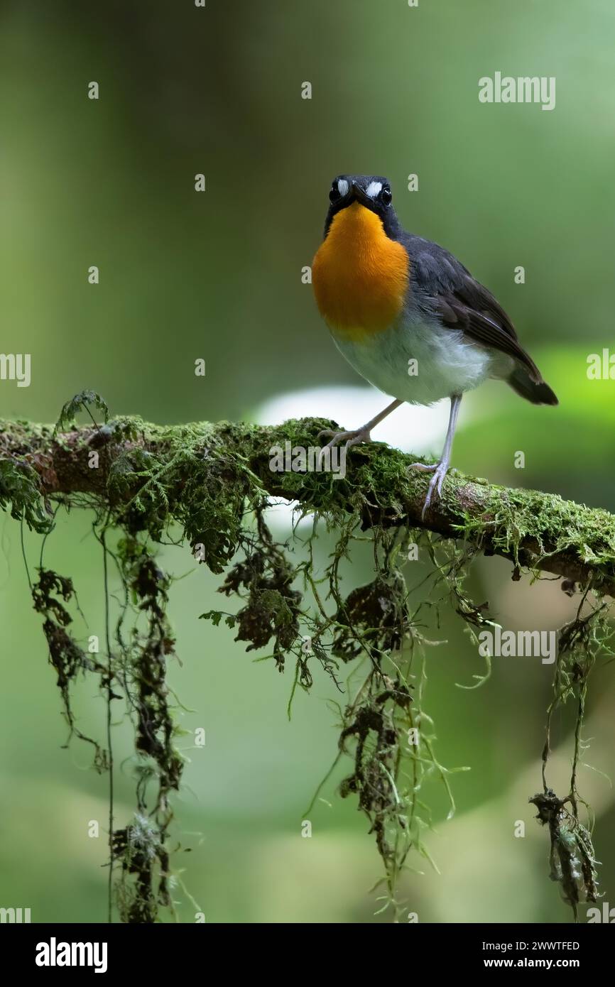 Gabon forest robin, Orange-breasted Forest-Robin (Stiphrornis ...