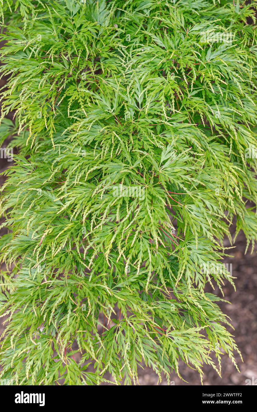 Palmate maple, Smooth Japanese maple (Acer palmatum 'Seiryu', Acer ...