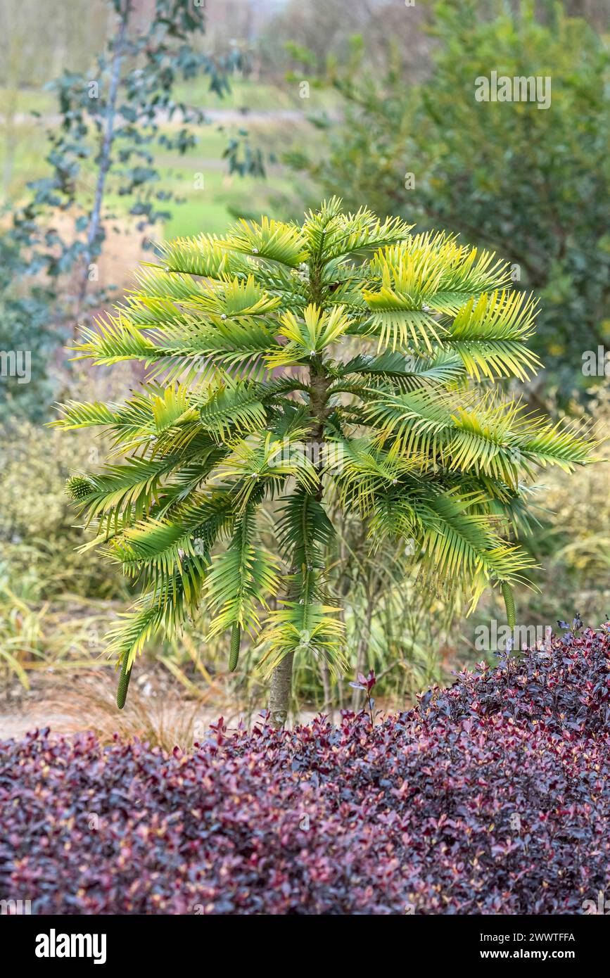 Wollemi Pine (Wollemia nobilis), young plant in a garden, Europe ...
