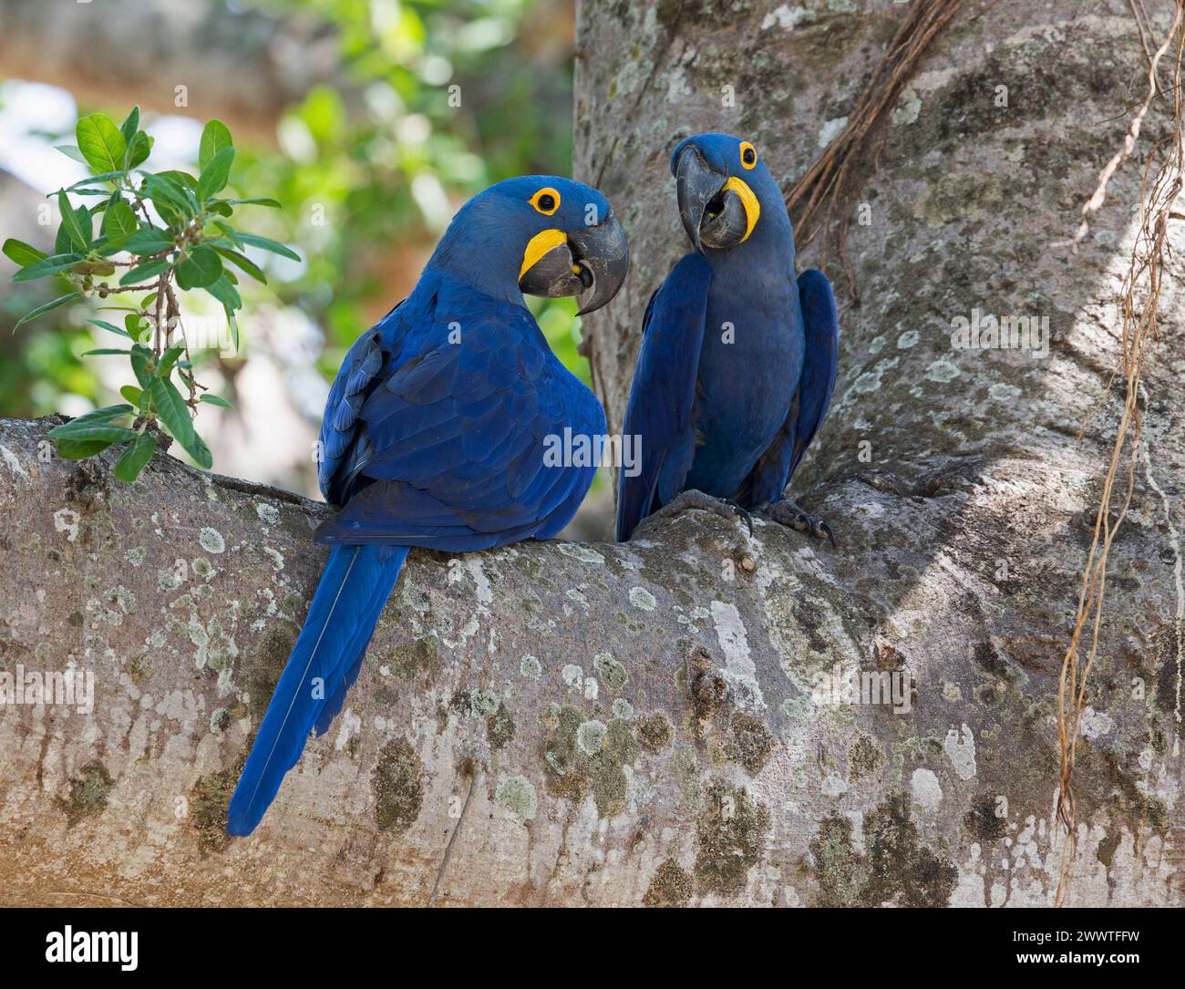 Hyacinth Macaw, Hyacinthine Macaw (Anodorhynchus hyacinthinus), pair ...