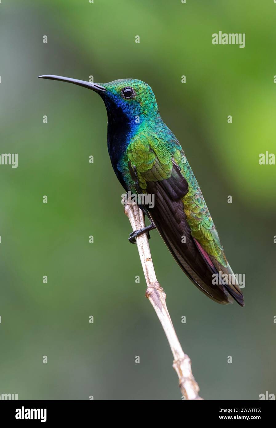 Black-throated mango (Anthracothorax nigricollis), male perching on a ...