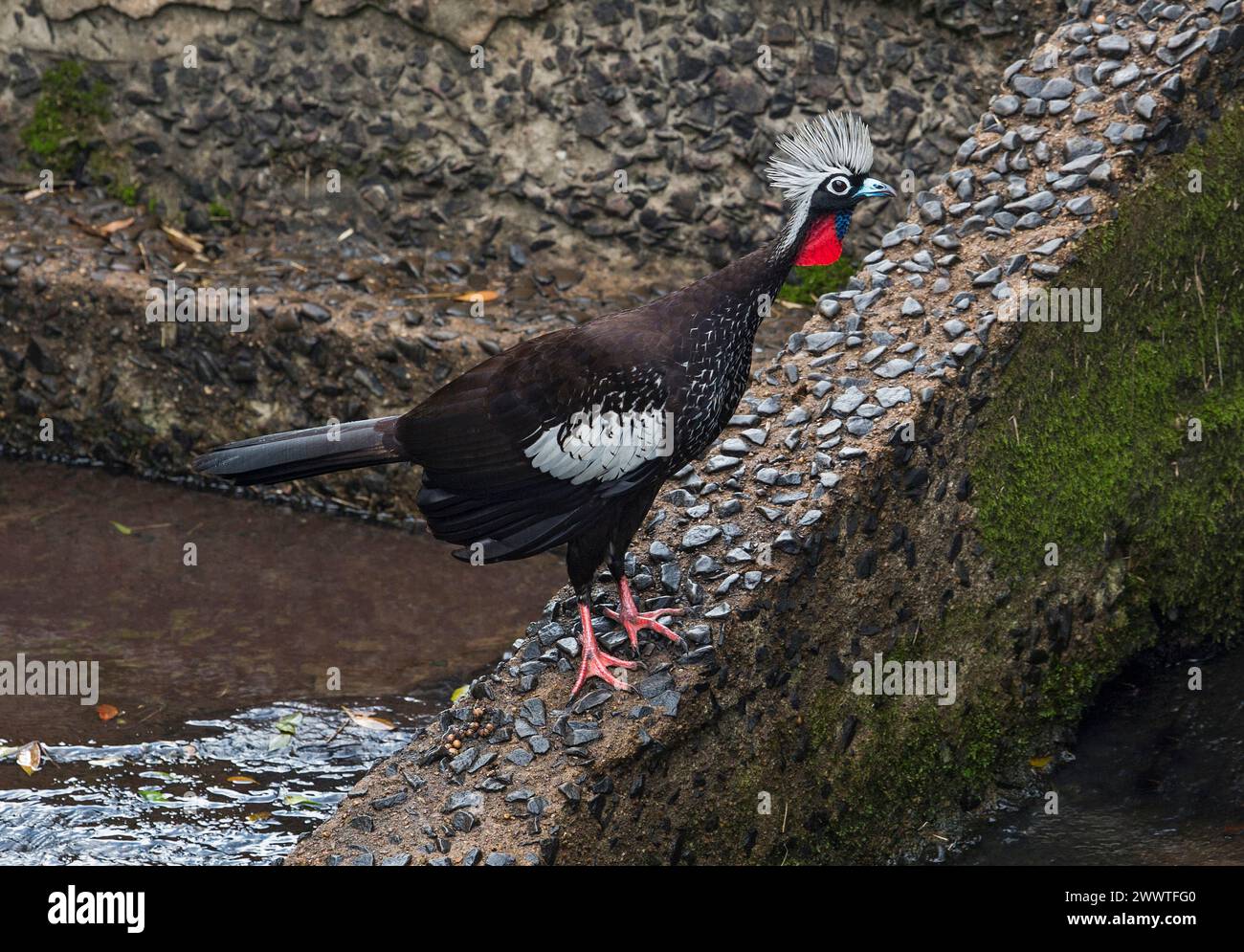 Black-fronted Piping-guan, jacutinga (Pipile jacutinga), male standing ...