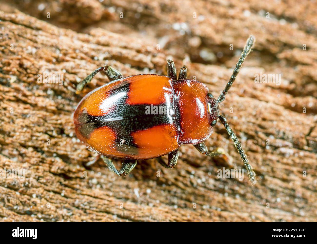Handsome fungus beetles hi-res stock photography and images - Alamy