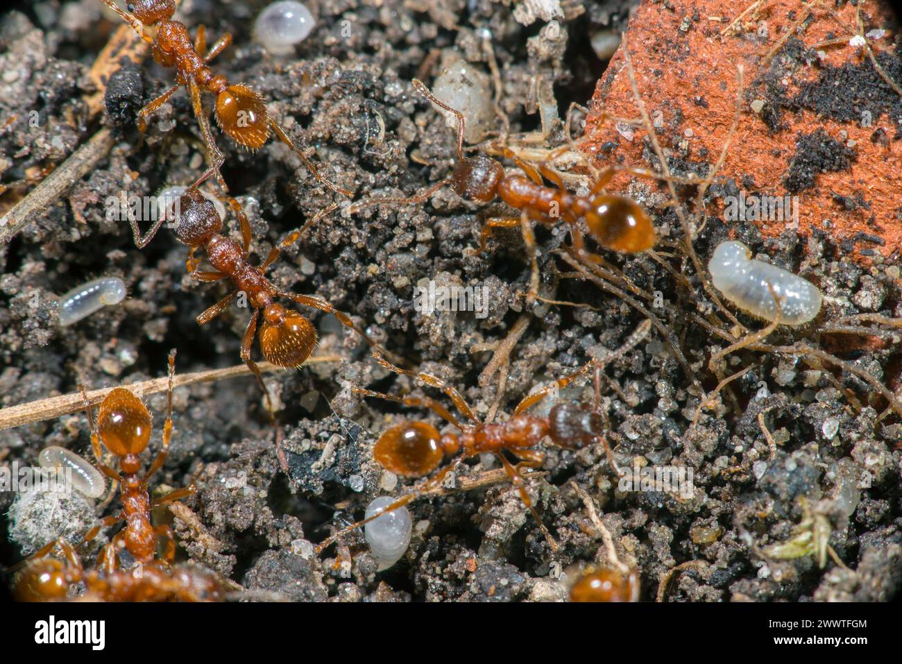 red myrmicine ant, red ant, common red ant (Myrmica rubra), busy ...