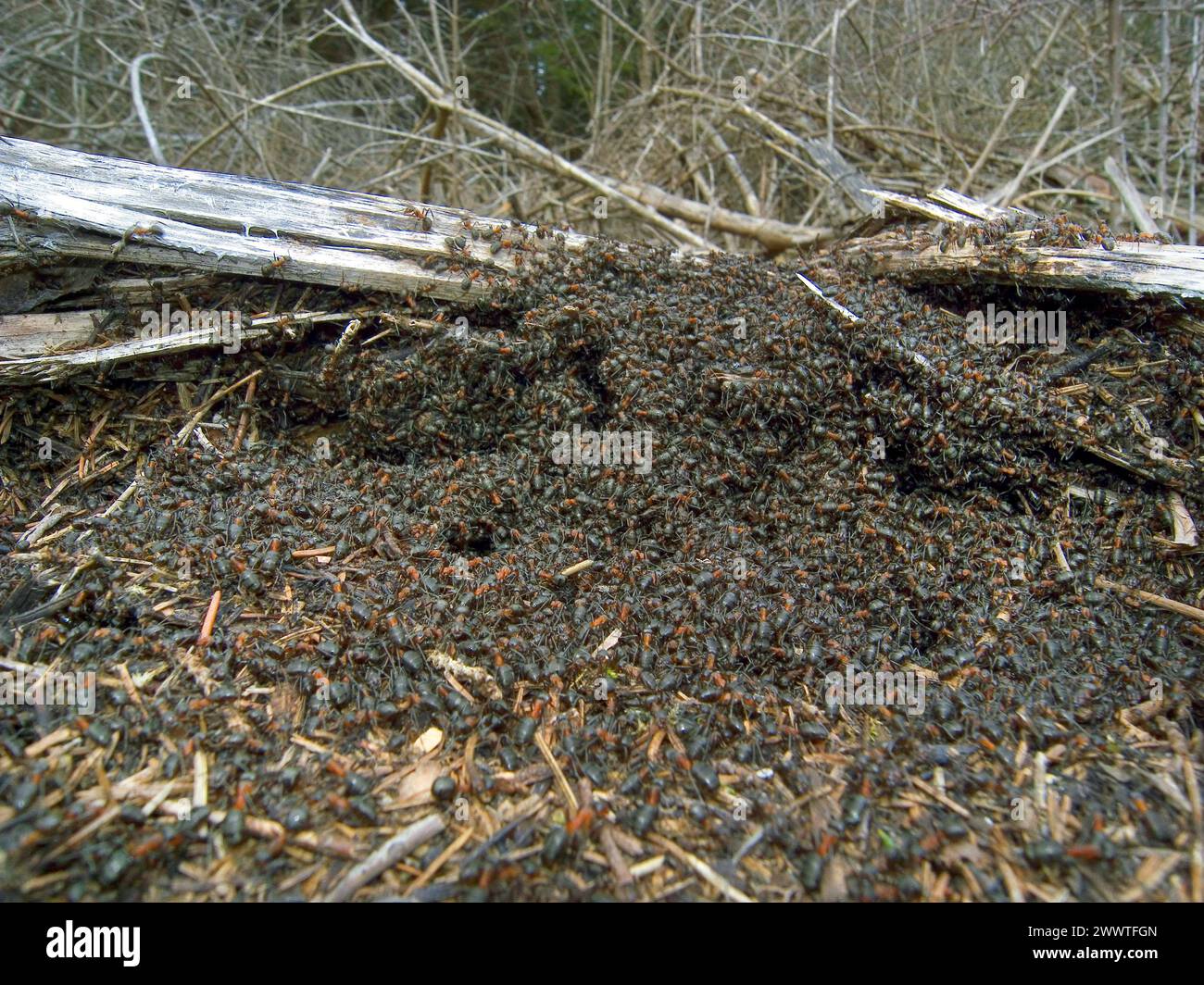 small red wood ant (Formica polyctena), anthill in the forest, Germany ...