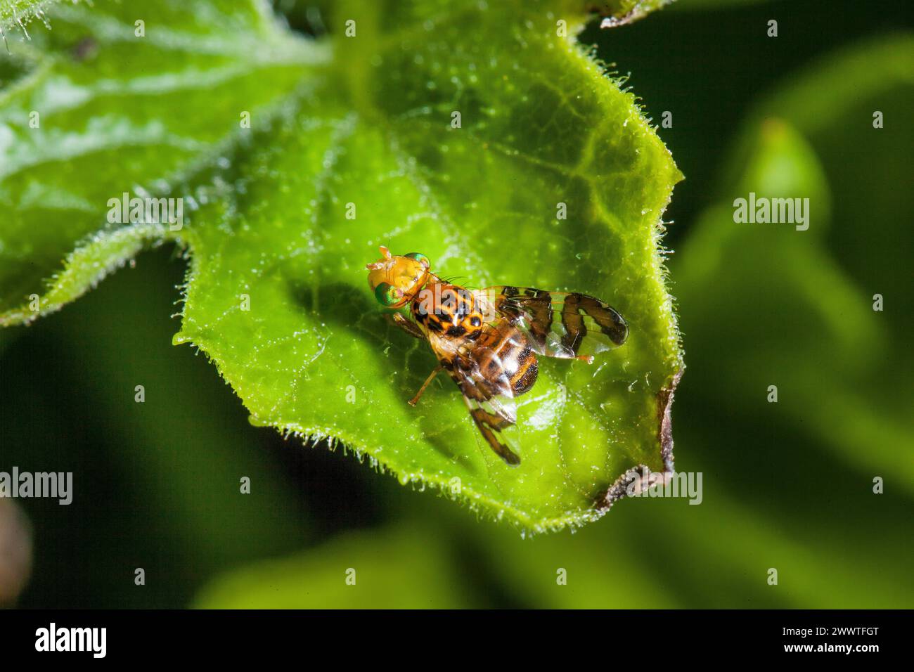 peacock fly (Carpomya wiedemanni), sitting on a leaf, Germany Stock ...