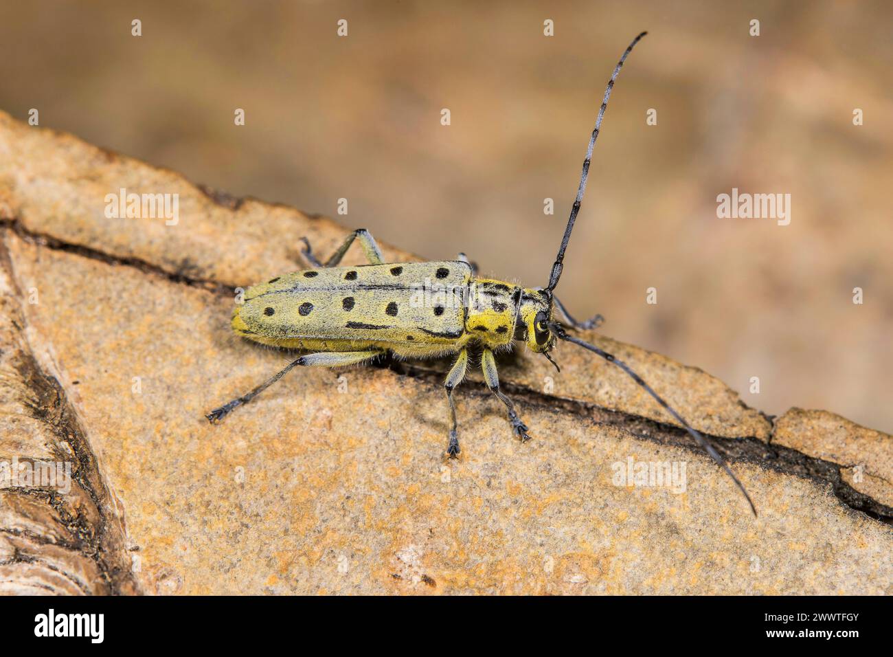 longhorn beetle (Saperda perforata), on bark, Germany Stock Photo - Alamy