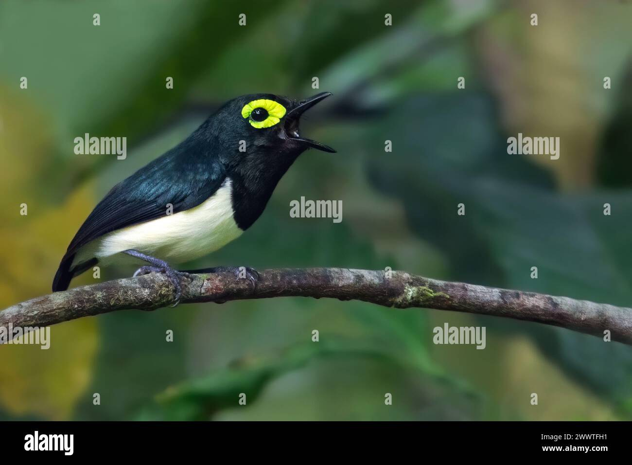 Black-necked wattle-eye, Reichenow's wattle-eye (Platysteira chalybea ...