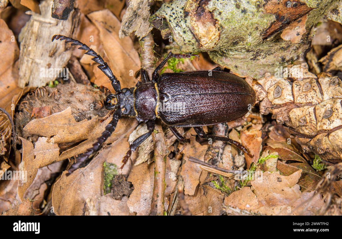 Prionus longhorn beetle, Greater British longhorn, The tanner, The ...