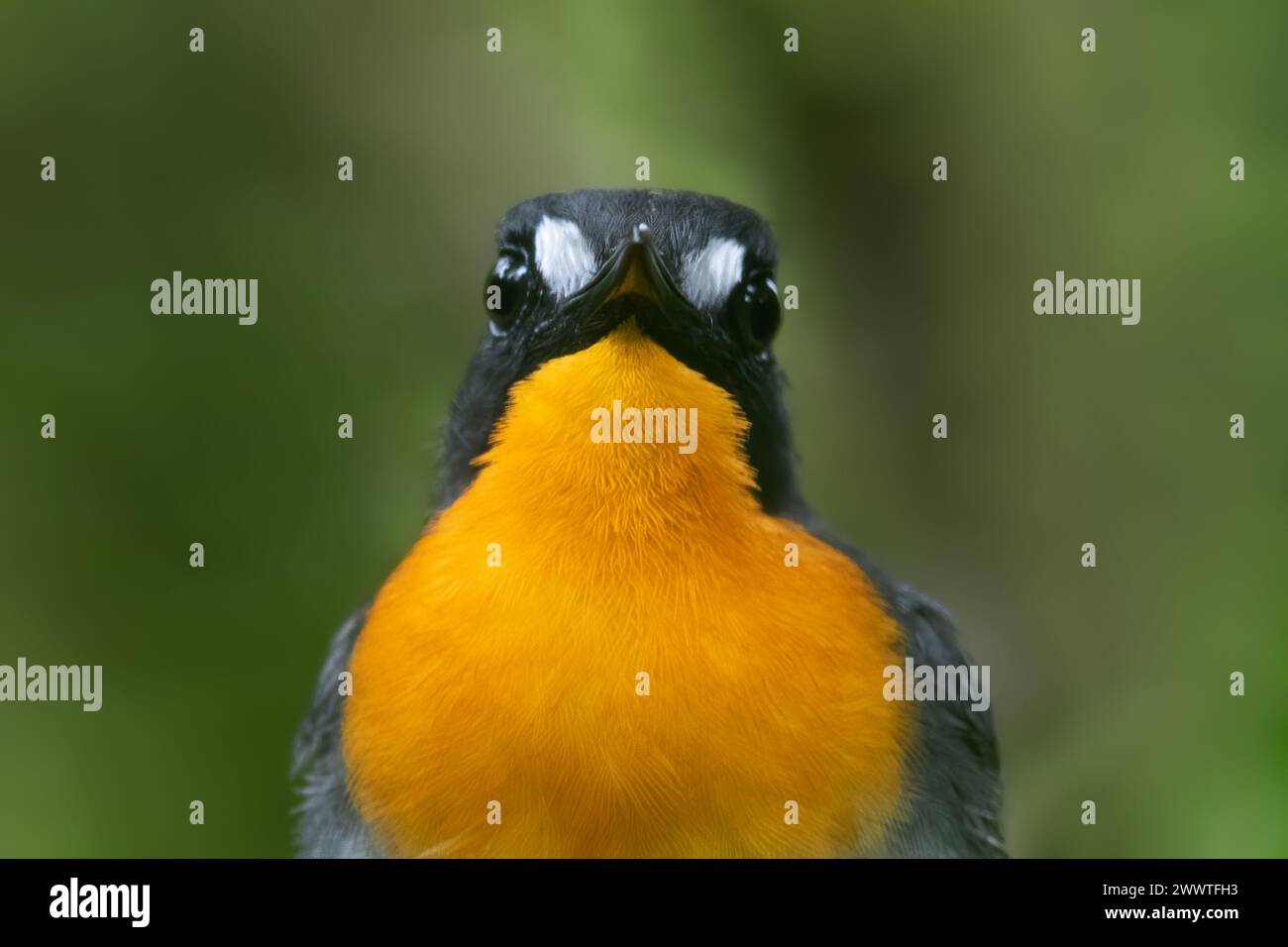 Gabon forest robin, Orange-breasted Forest-Robin (Stiphrornis ...