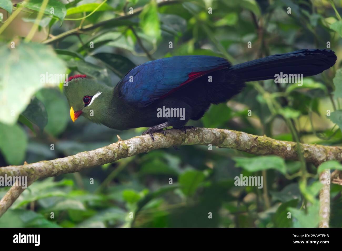 Yellow billed turacos hi-res stock photography and images - Alamy