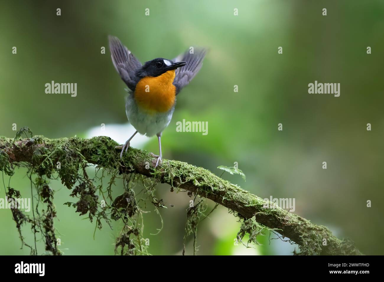Gabon forest robin, Orange-breasted Forest-Robin (Stiphrornis ...