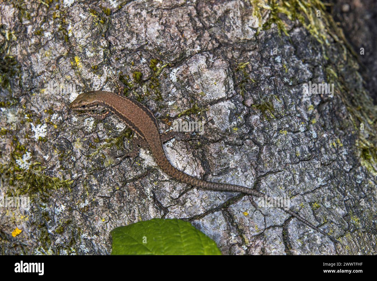 common wall lizard (Lacerta muralis, Podarcis muralis), top view ...