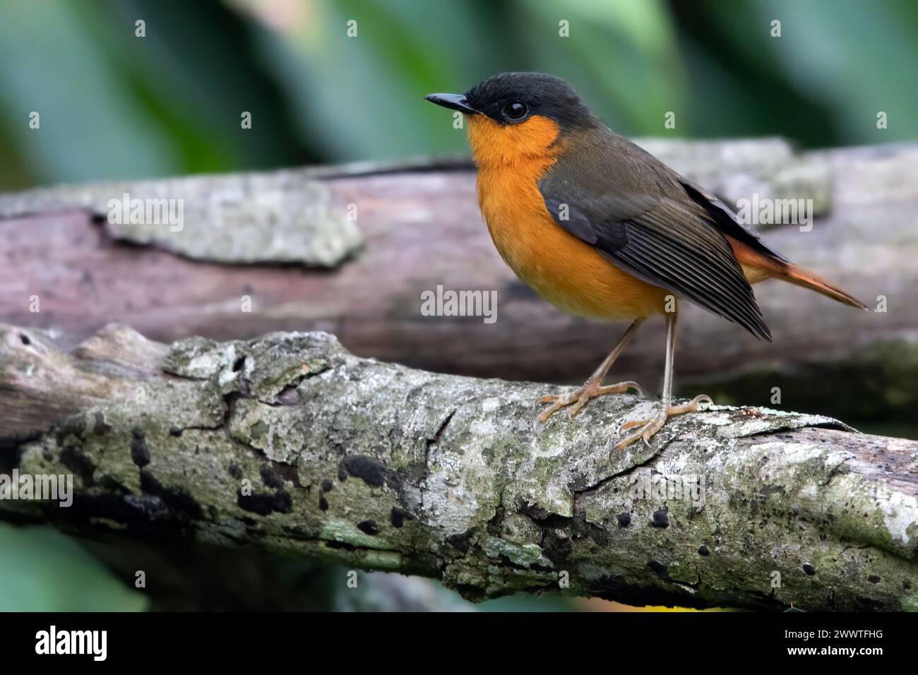 Alexander's Akalat, Short-tailed akalat (Sheppardia poensis), sitting ...