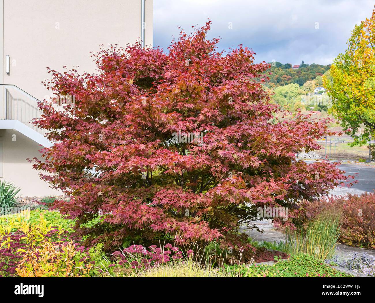 Palmate maple, Smooth Japanese maple (Acer palmatum 'Atropurpureum ...