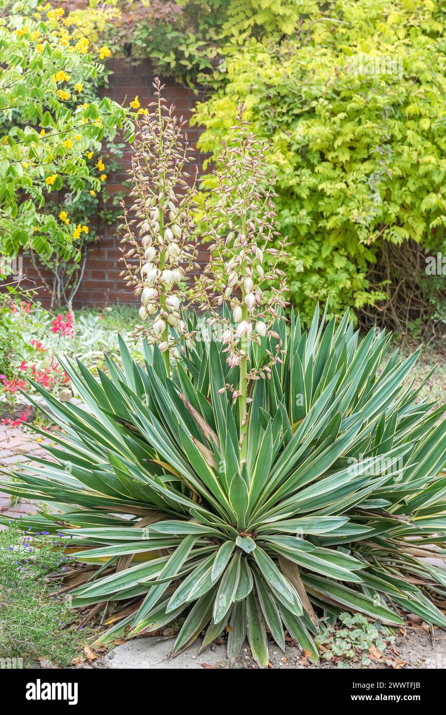 Moundlily Yucca, Soft-tipped Yucca, Spanish-Bayonet, Sea Islands Yucca ...