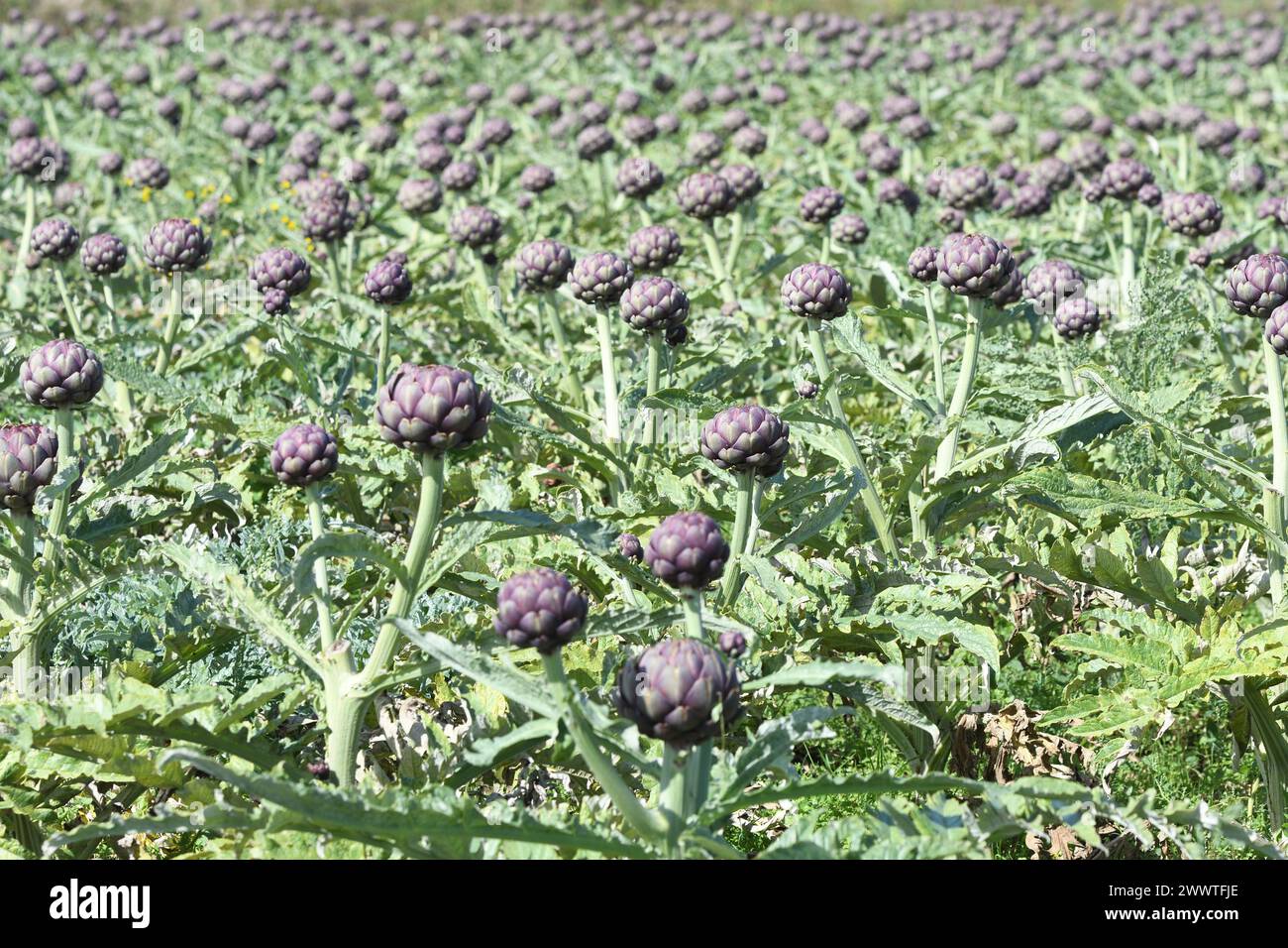 Artichoke thistle, Cardoon, French artichoke, globe artichoke (Cynara ...