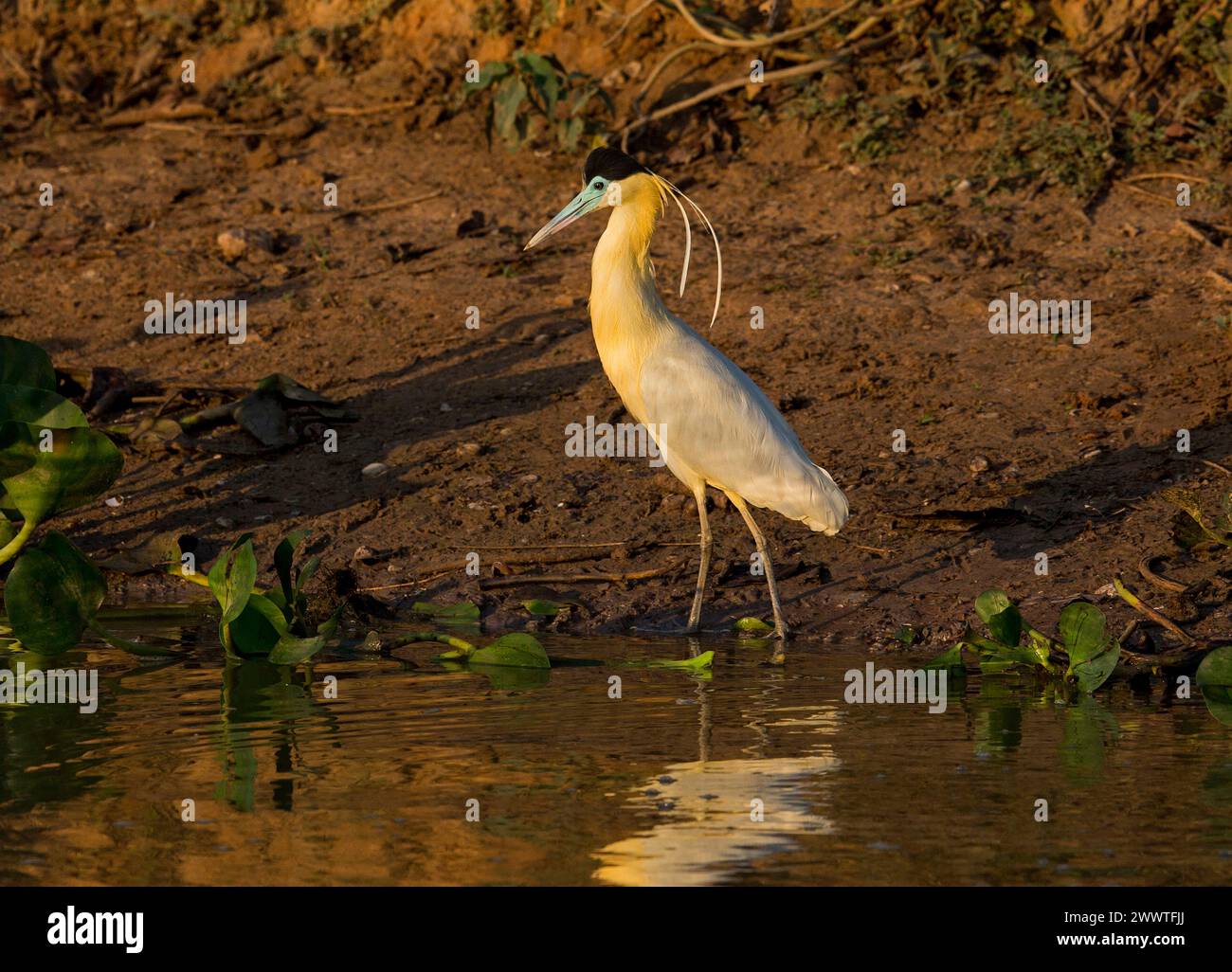 Capped heron (Pilherodius pileatus), standing at the waterside, side ...
