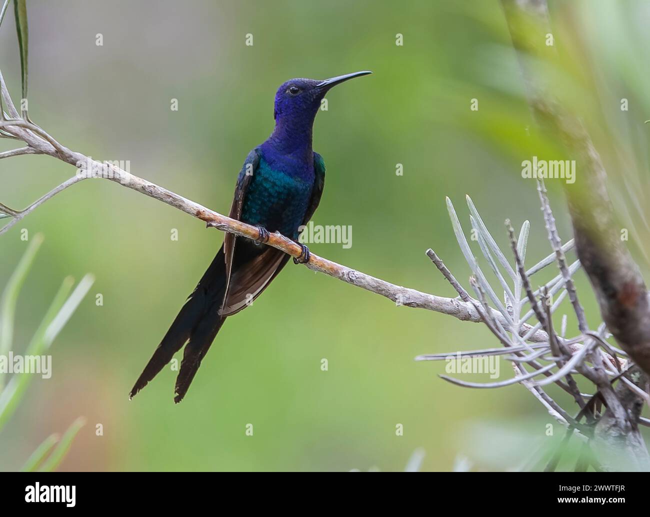 swallow-tailed hummingbird (Eupetomena macroura macroura, Eupetomena ...