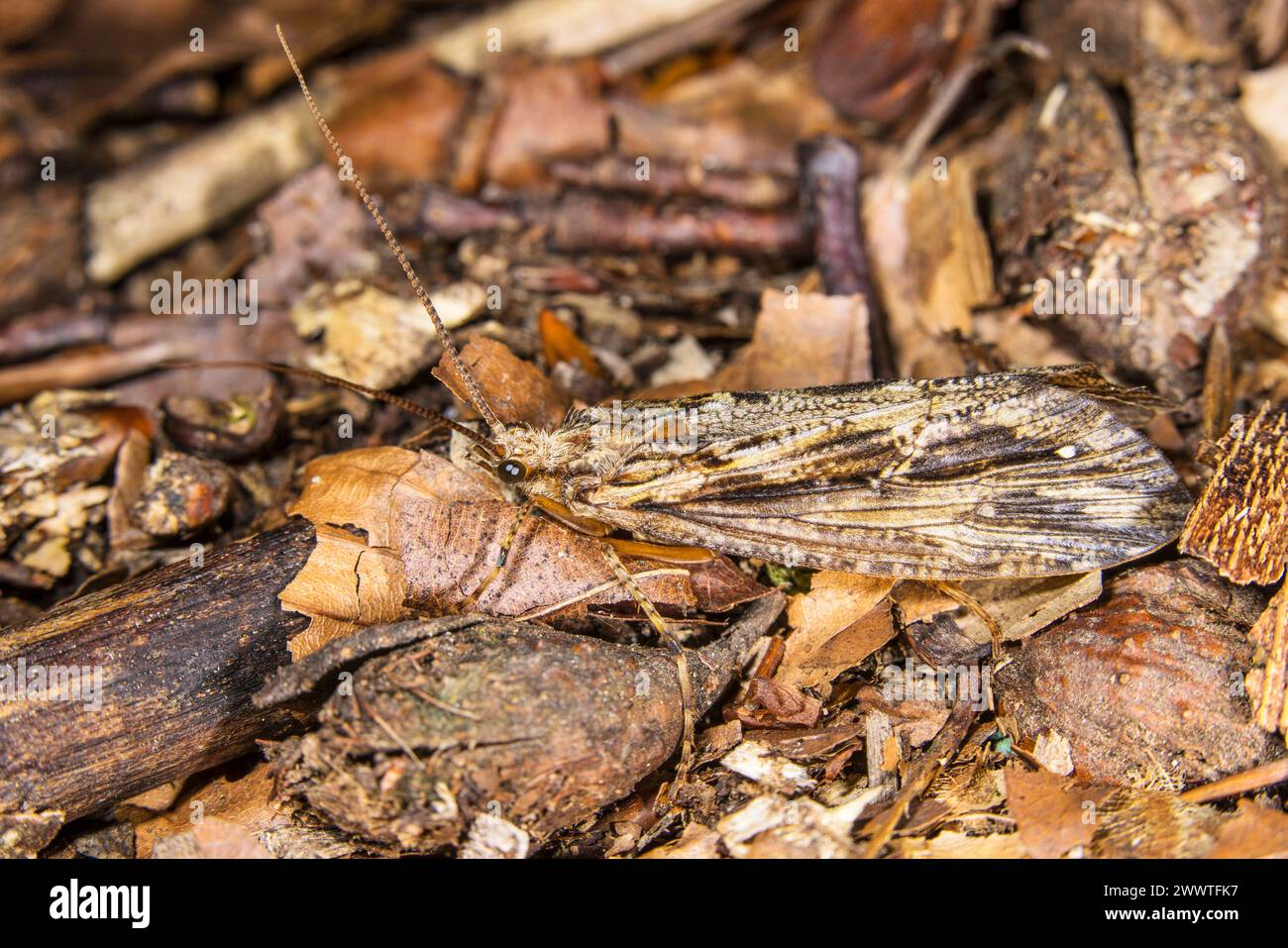 great red sedge (Phryganea grandis), on the ground, Germany Stock Photo ...