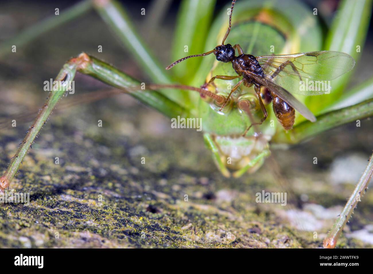 Sawtailed bushcricket (Barbitistes serricauda), female with a winged ...