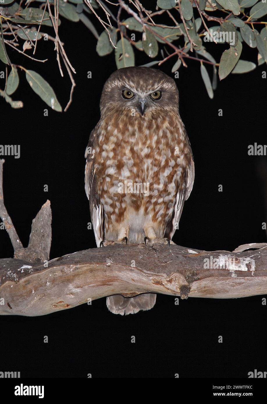 Southern Boobook, Southern boobook owl (Ninox boobook ocellata, Ninox ...
