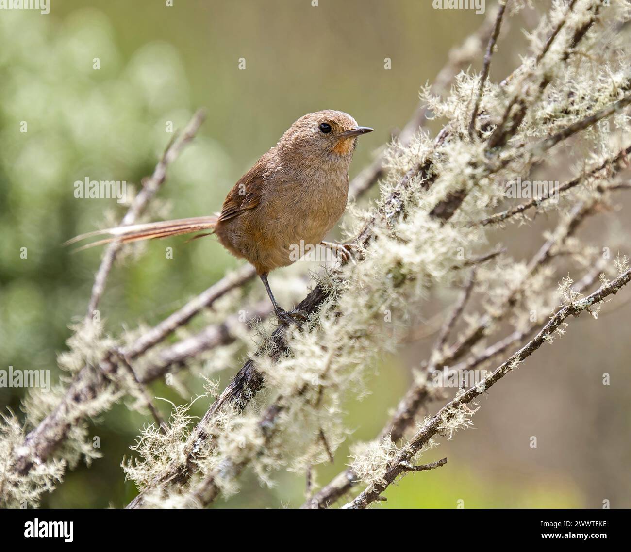 Itatiaia Thistletail (Asthenes moreirae), perching on a lichen-covered ...