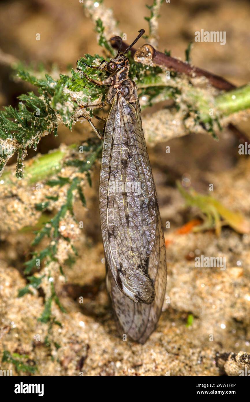European antlion (Euroleon nostras), on sand, Germany Stock Photo - Alamy