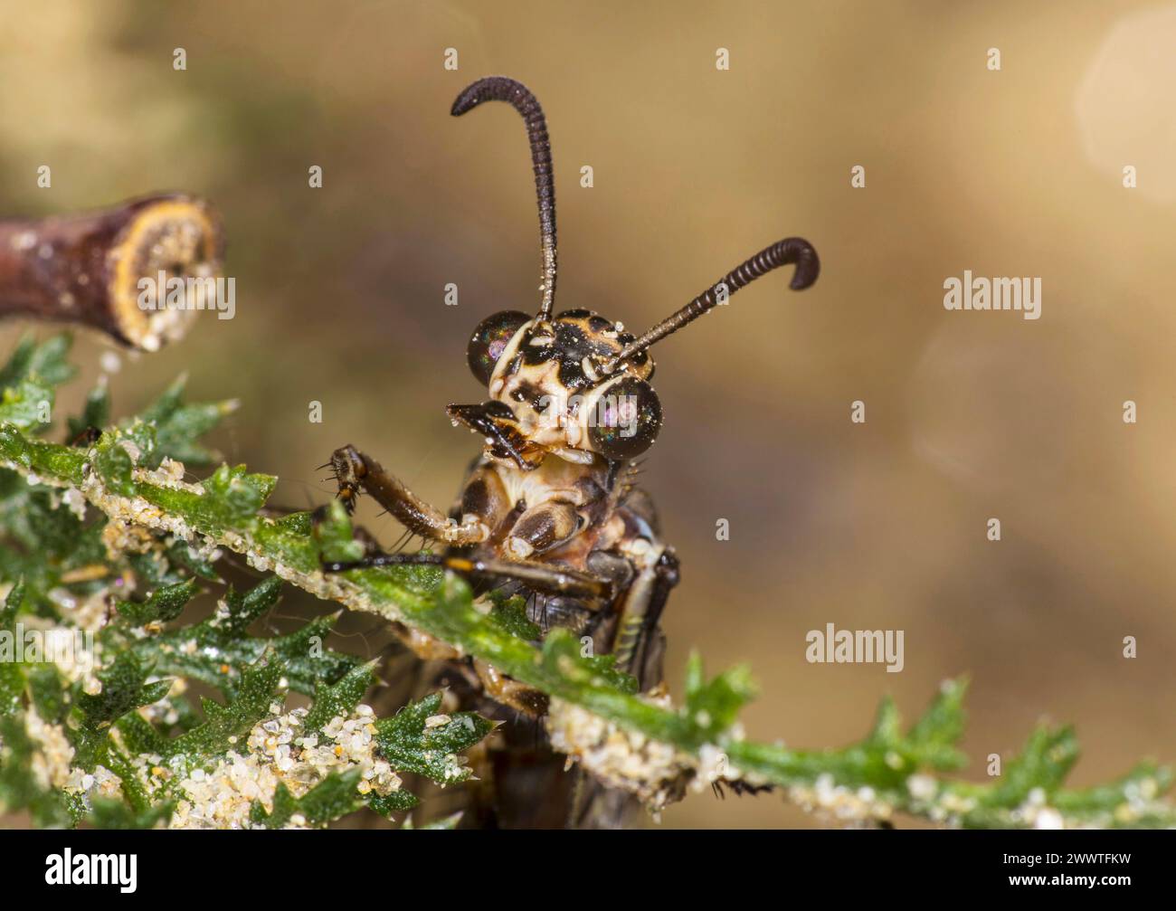 European antlion (Euroleon nostras), portrait, Germany Stock Photo - Alamy