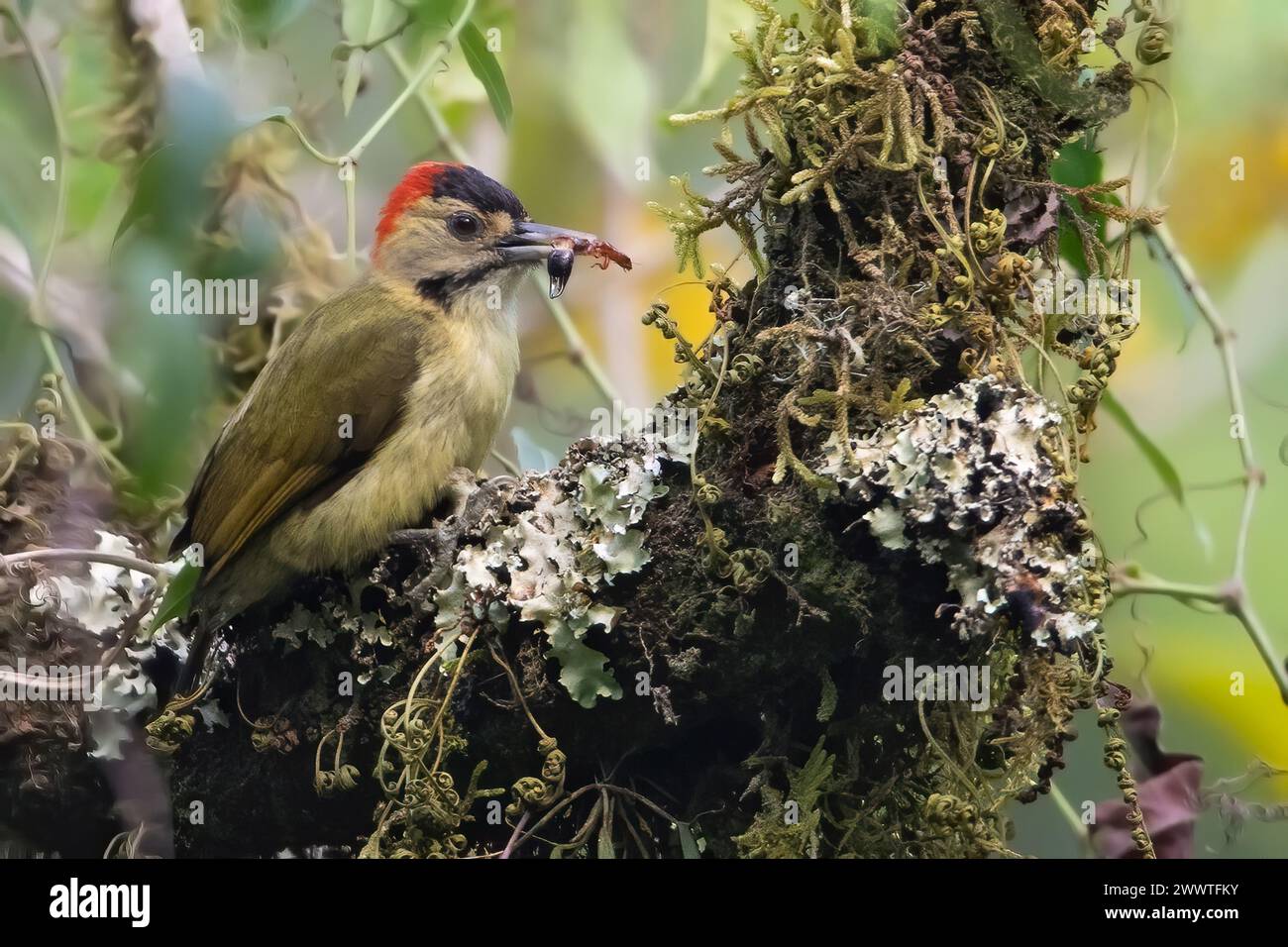 Elliot's woodpecker, Johnston's Elliot's Woodpecker (Dendropicos ...