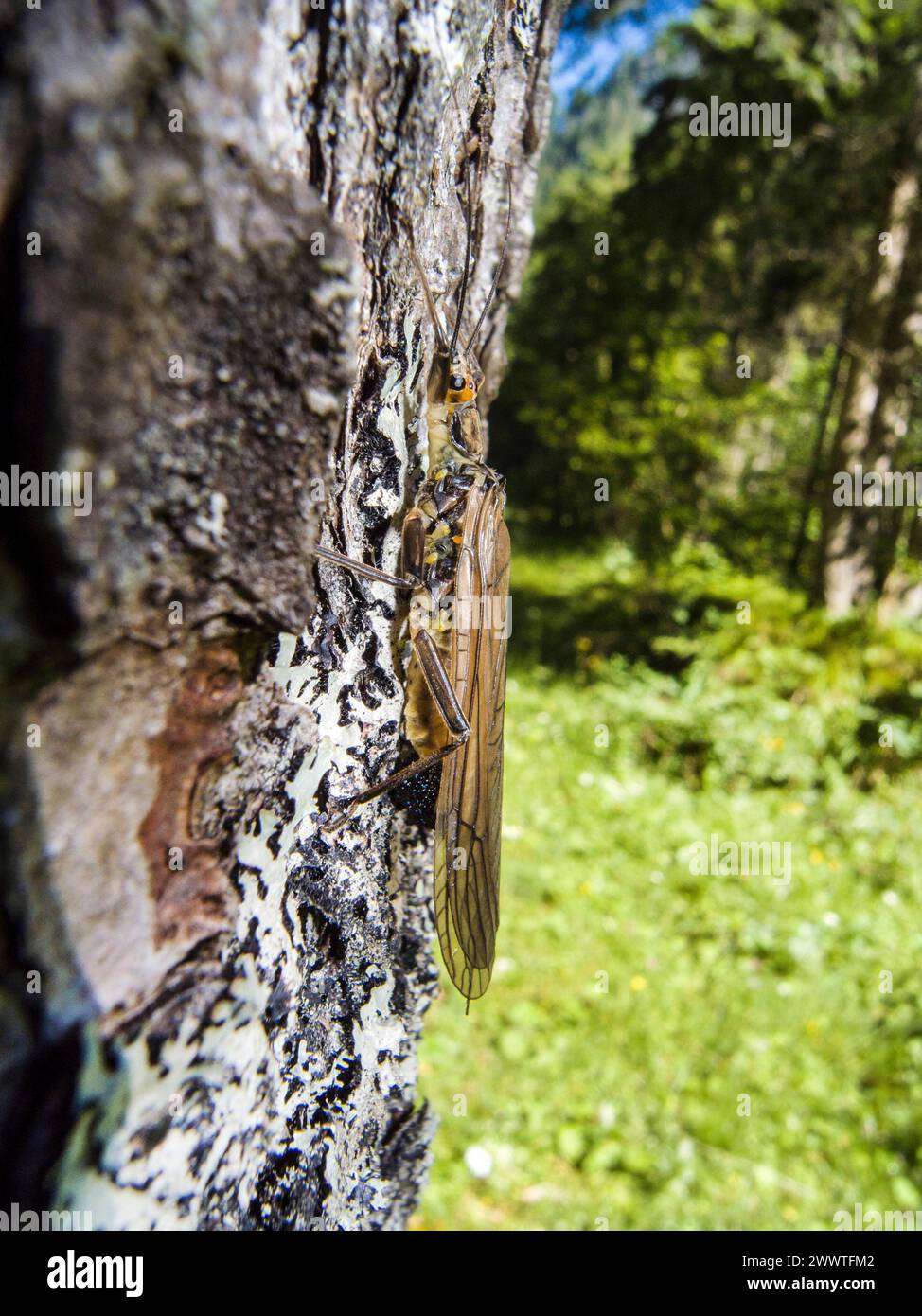 stonefly (Perla grandis), sitting on bark, Germany Stock Photo - Alamy