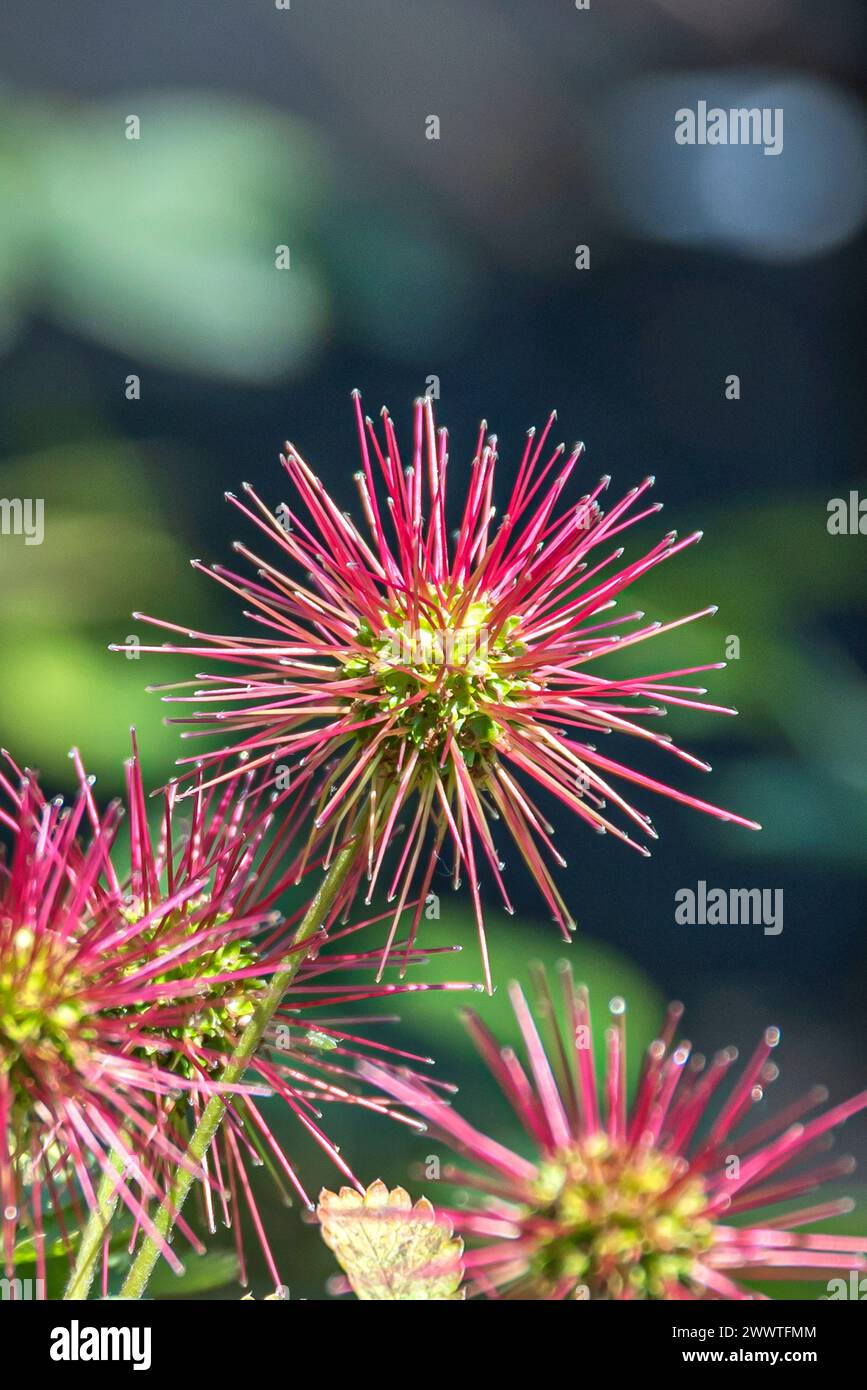 Acaena hi-res stock photography and images - Alamy