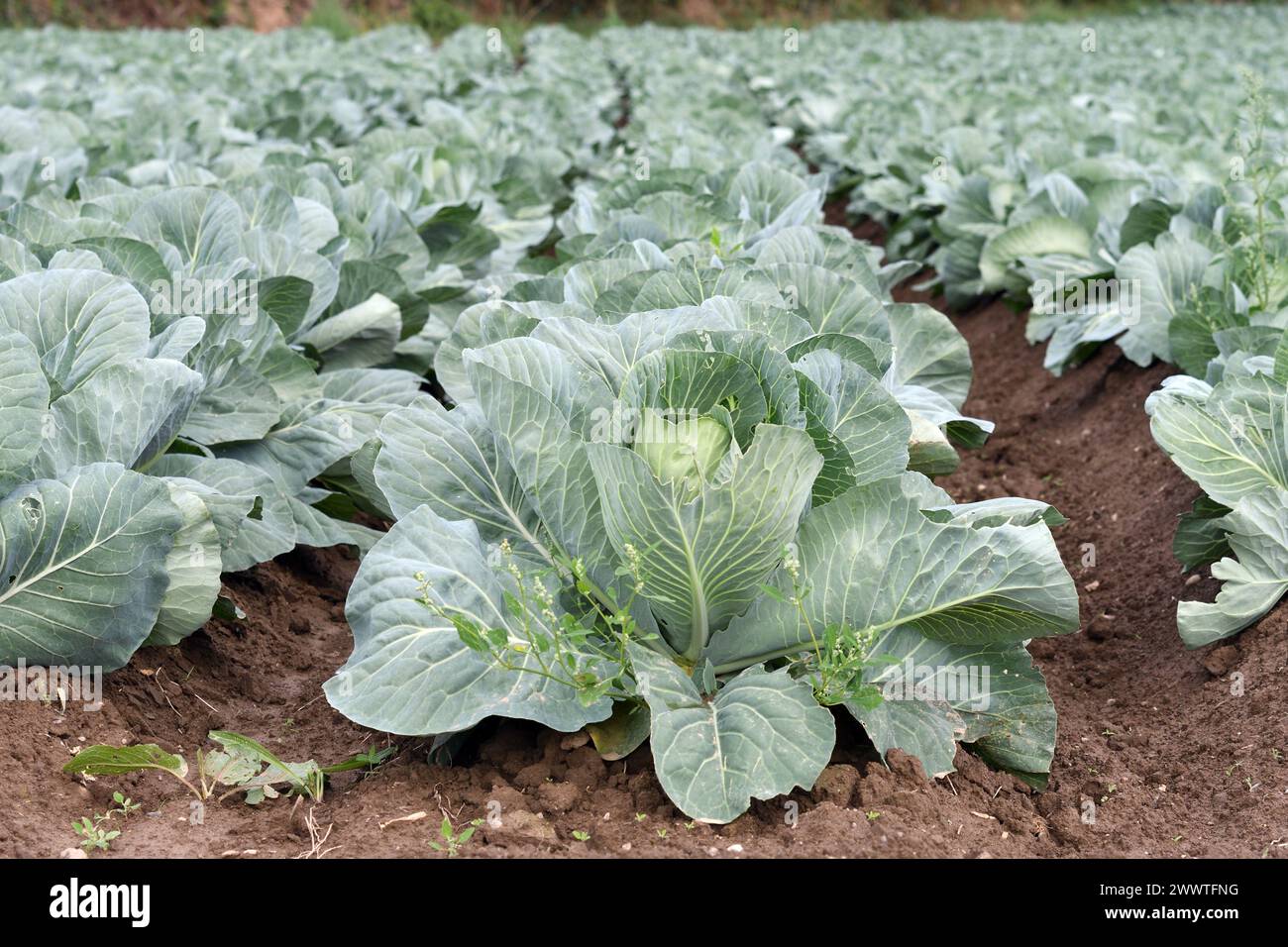 cabbage field, France, Brittany Stock Photo - Alamy