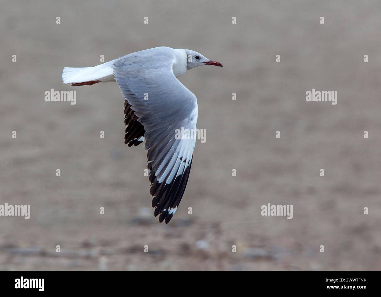 Grey-headed gull, Gray-hooded gull (Larus cirrocephalus, cirrocephalus ...