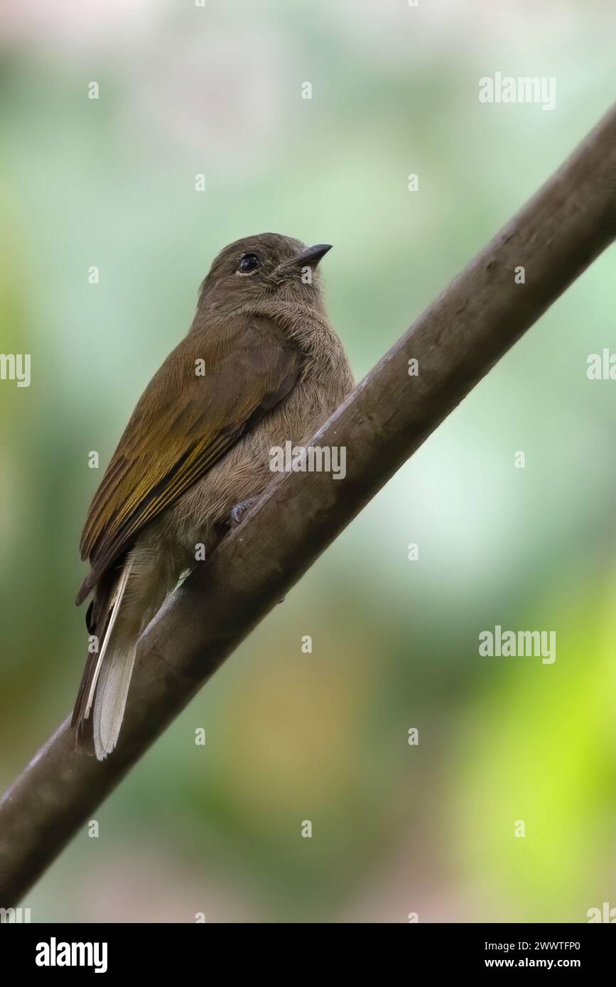 Cassin's honeyguide, Cassin's honeybird (Prodotiscus insignis), sitting ...