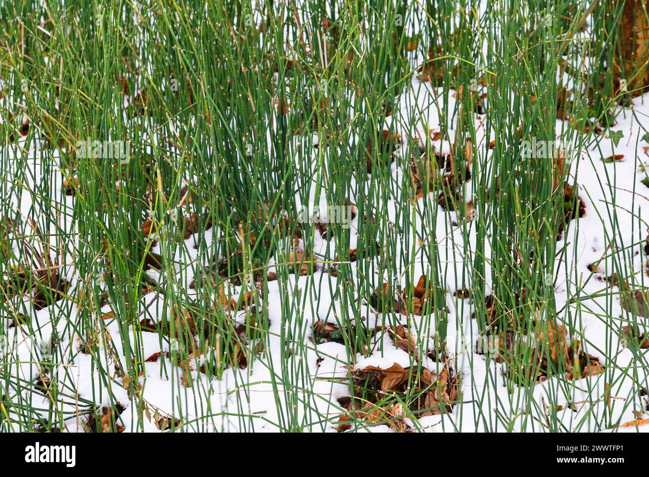 rough horsetail, scouring-rush (Equisetum hyemale), in winter with snow ...
