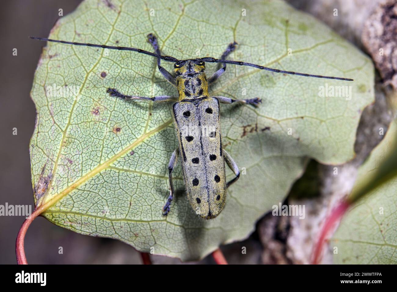 longhorn beetle (Saperda perforata), sitting on a poplar leaf, Germany ...