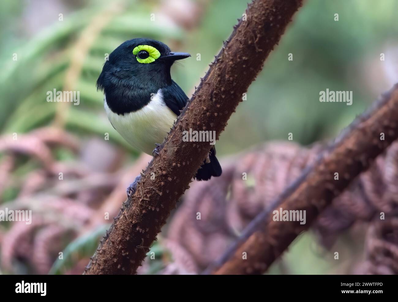 Black-necked wattle-eye, Reichenow's wattle-eye (Platysteira chalybea ...