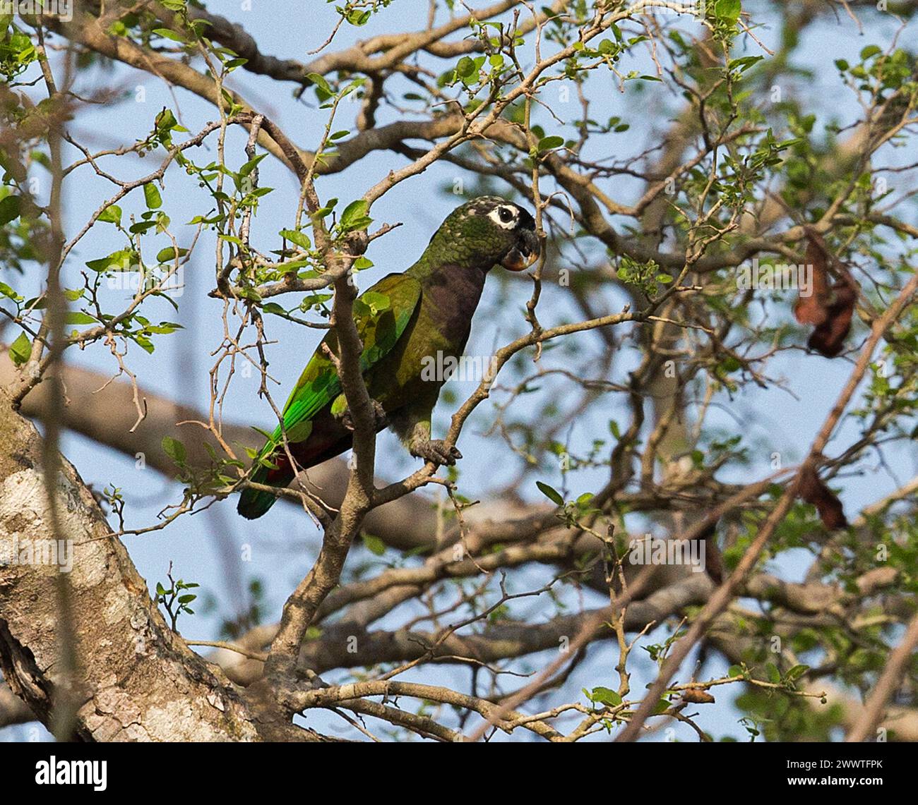 scaly-headed parrot (Pionus maximiliani), adult perched in a tree ...