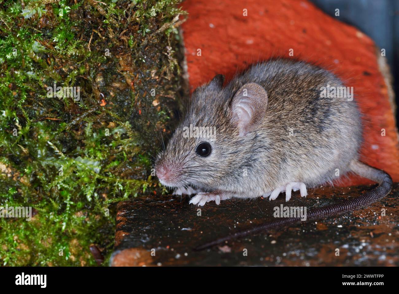 house mouse (Mus musculus), sitting on a stone, Germany Stock Photo - Alamy