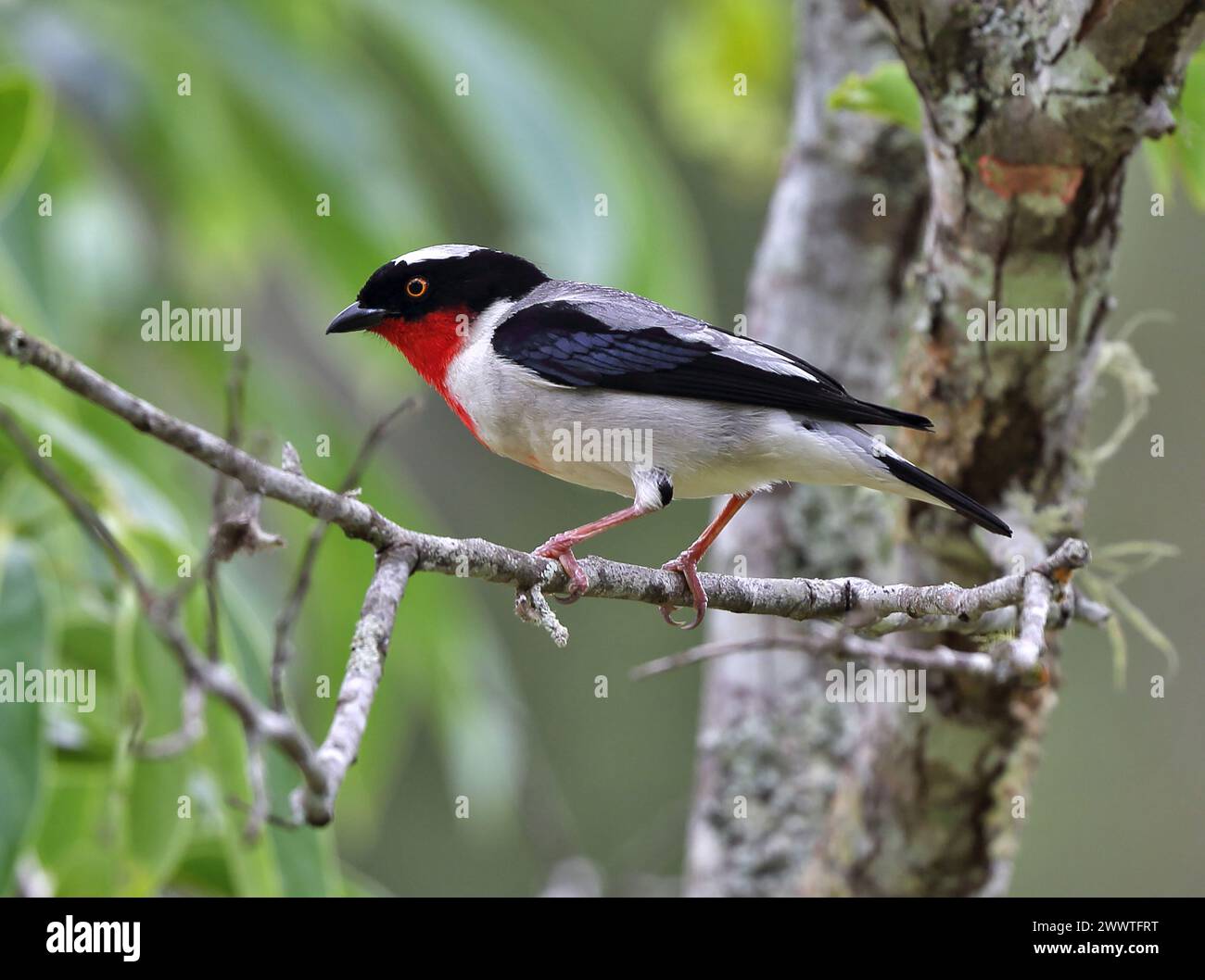 cherry-throated tanager (Nemosia rourei), perched on a branch in ...