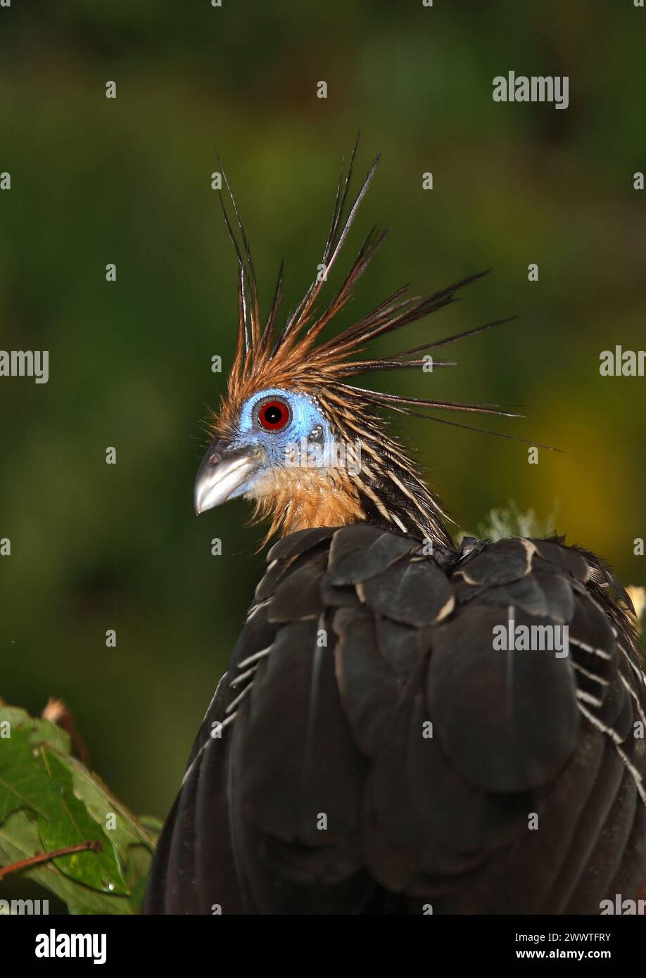 Hoatzin, reptile bird, skunk bird, stinkbird, Canje pheasant ...