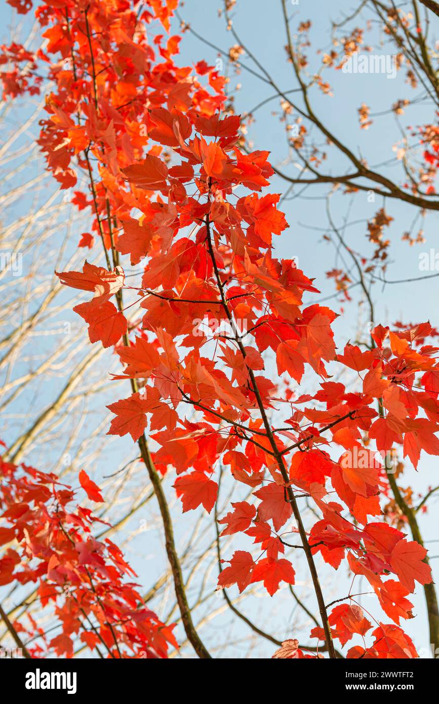 red maple, swamp maple (Acer rubrum 'October Glory', Acer rubrum October Glory), branch in the ...