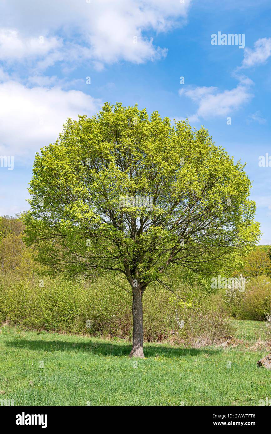 field maple, common maple (Acer campestre), single tree, Europe ...