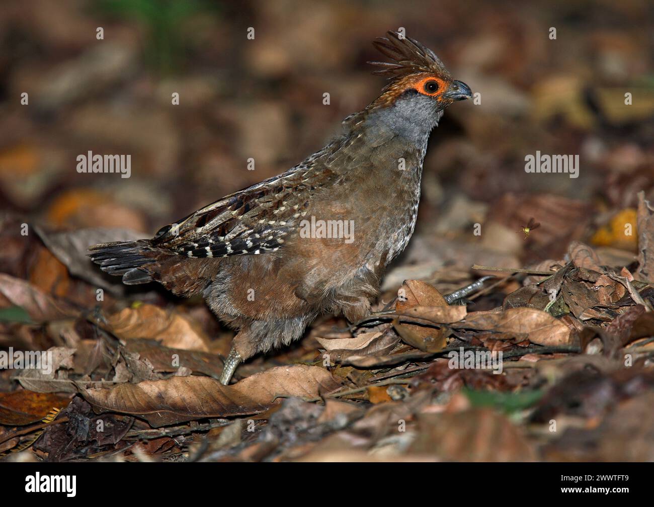 Spot winged wood quails hi-res stock photography and images - Alamy