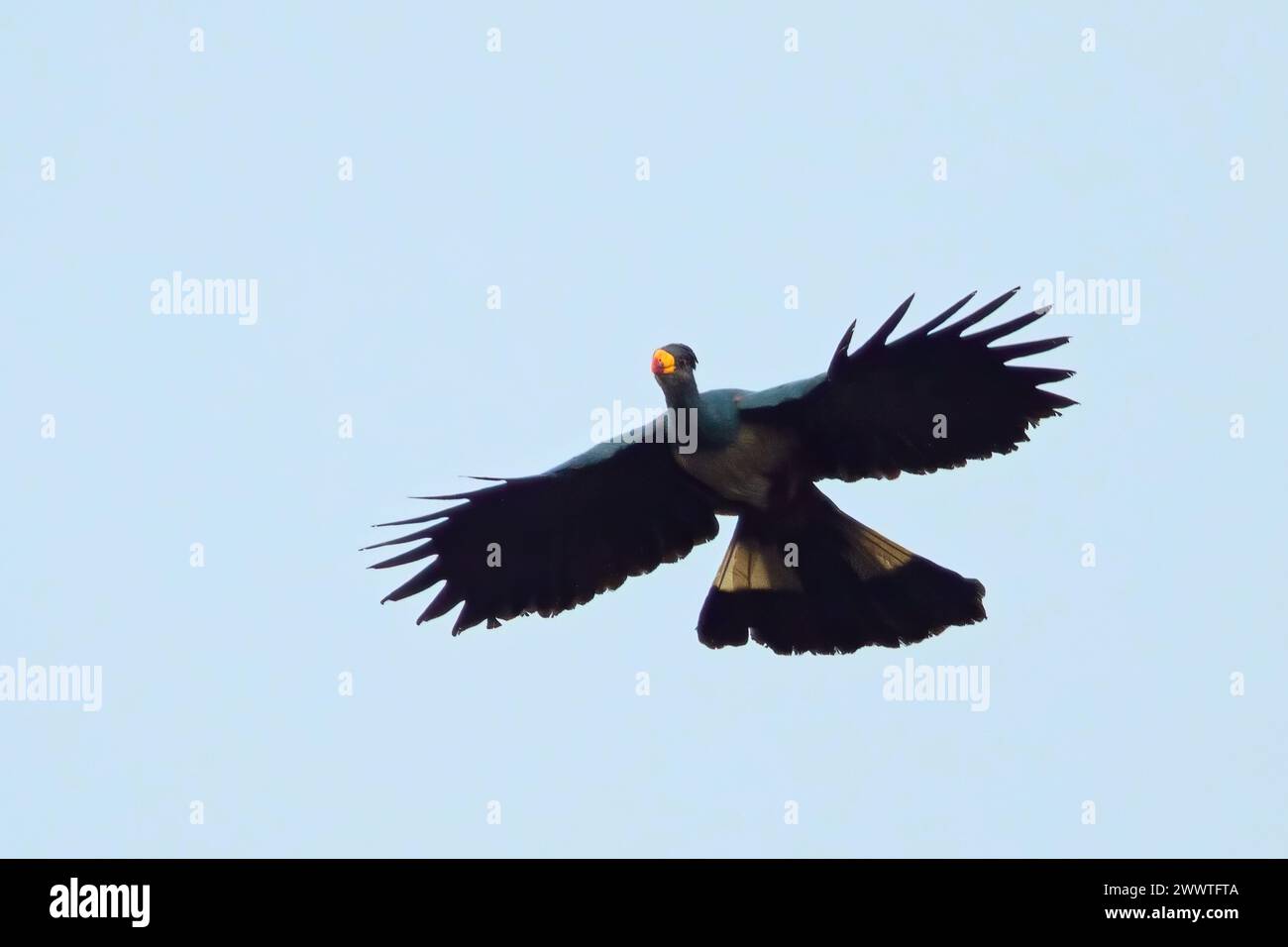 Great blue turaco (Corythaeola cristata), in flight, Aequatorialguinea ...