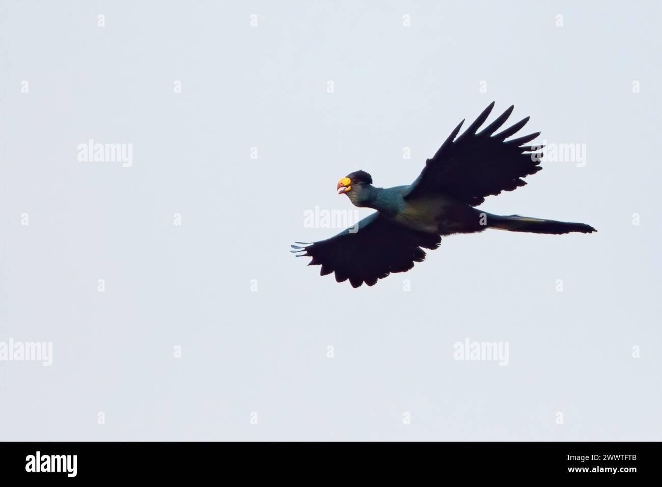 Great blue turaco (Corythaeola cristata), in flight, Equatorial Guinea ...