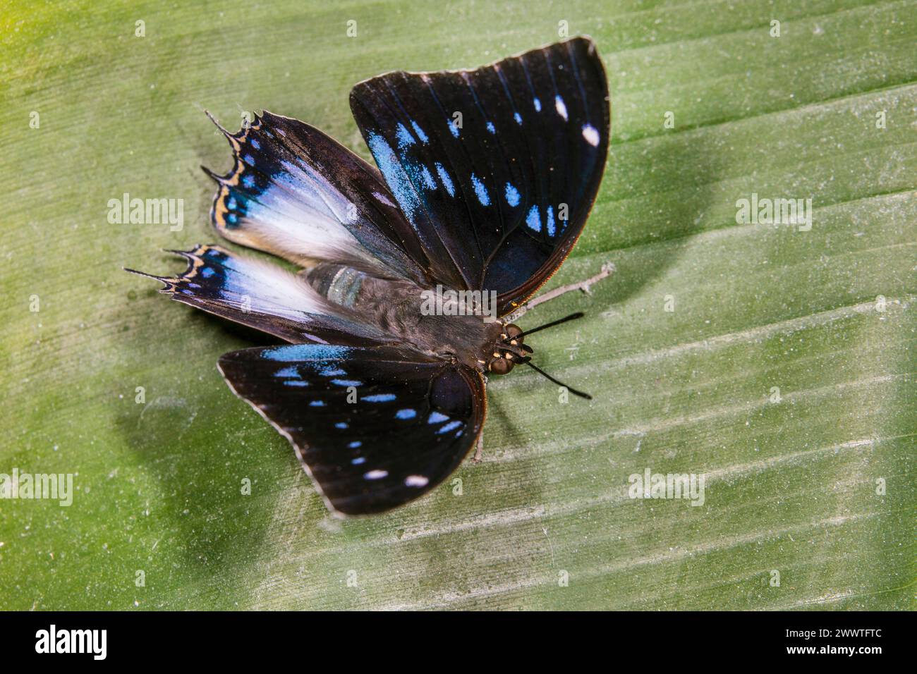 Blue-spotted emperor, Blue-spotted charaxes (Charaxes cithaeron ...
