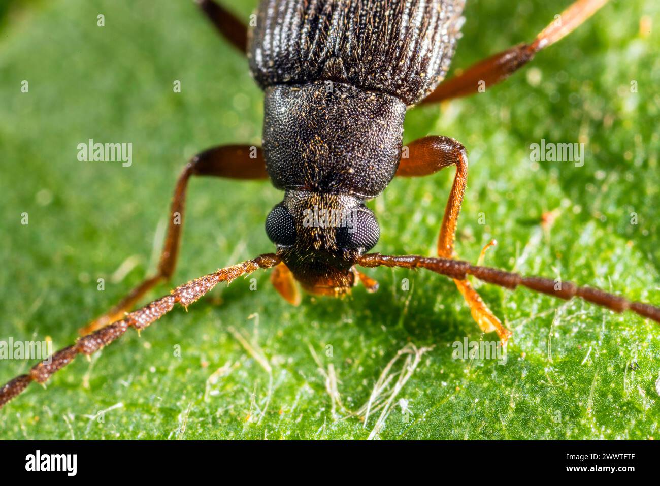 comb-clawed beetle (Allecula morio), head, Germany Stock Photo - Alamy