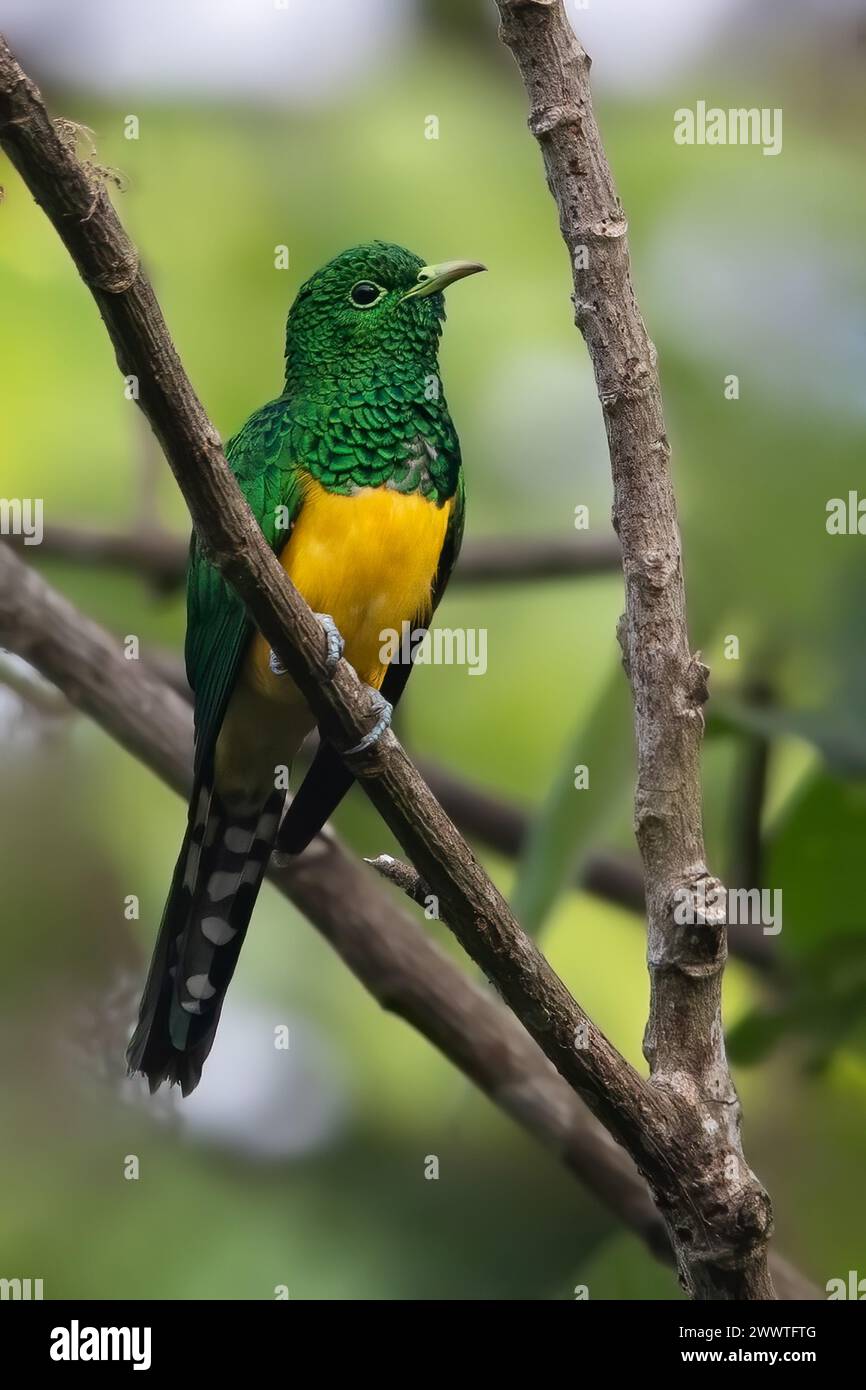 African emerald cuckoo (Chrysococcyx cupreus), sitting on a branch ...